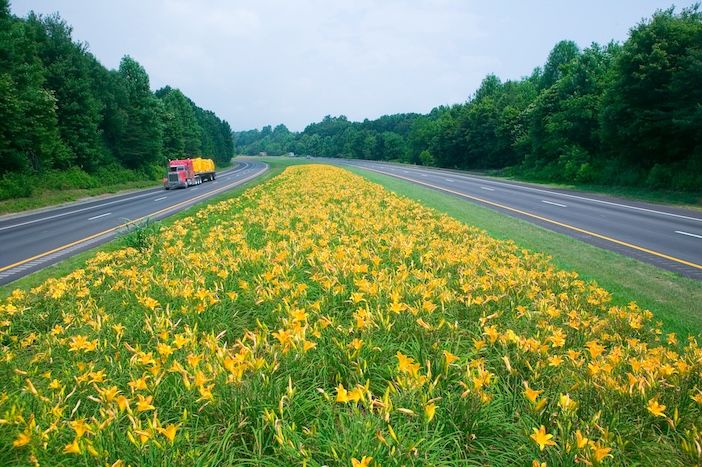 The Ray and Georgia DOT to roll out 10 highway habitat schemes ...